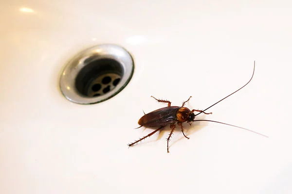 Palmetto Bugs vs Cockroaches | Beach Pest Service