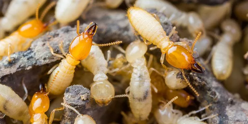 Guide to Termites in SC | Beach Pest Service