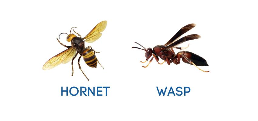 Wasps vs Hornets | Stinging Insects in Myrtle Beach